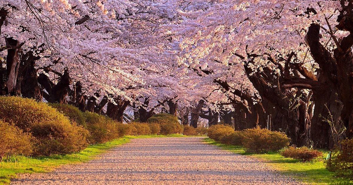 5 lokasi cantik layan view bunga Sakura di Tokyo | KakiTravel.net
