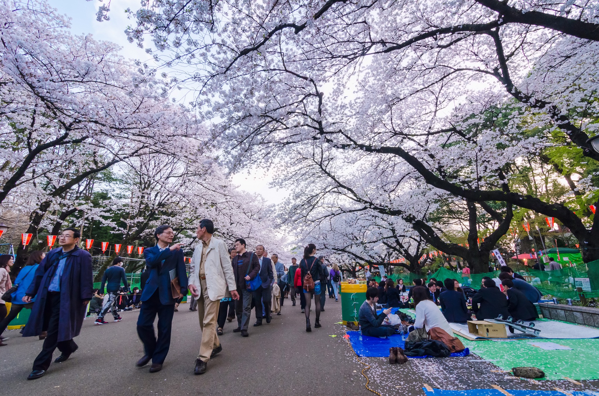 5 lokasi cantik layan view bunga Sakura di Tokyo | KakiTravel.net