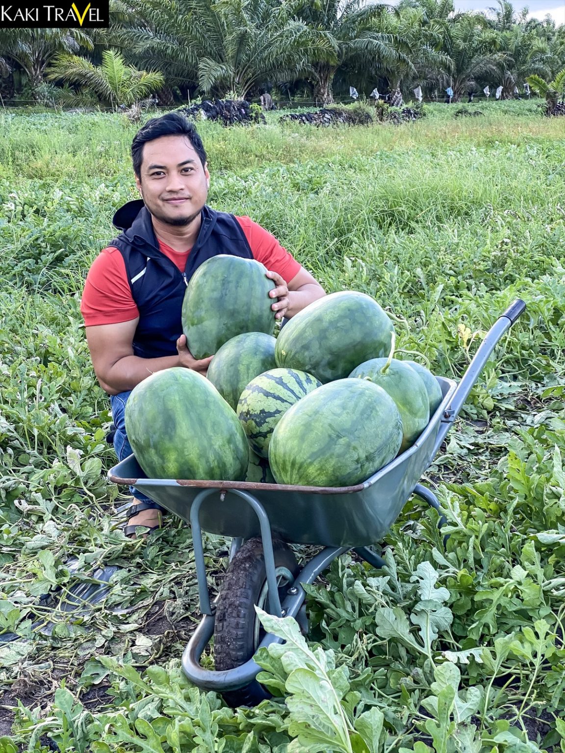 Petik sendiri buah tembikai terus dari ladang di Setiu | KakiTravel.net