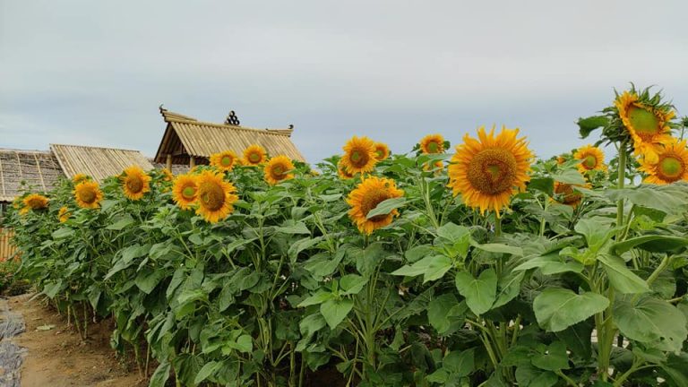 Sunflower Garden di Bagan Datuk jadi 'syurga' peminat bunga matahari ...